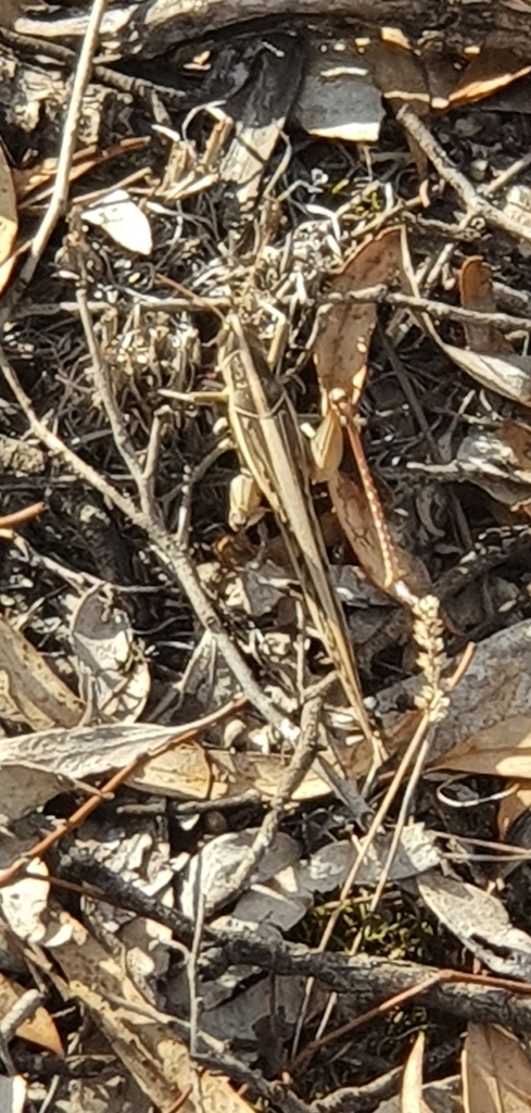 Spur-throated Locust from 100 Burnt Clay Road on May 08, 2021 at 09:08 ...