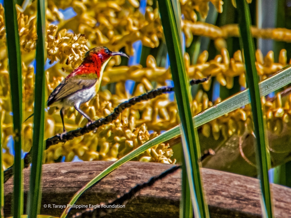 Handsome Sunbird from Apayao on June 26, 2022 by Rowell Lemente Taraya ...
