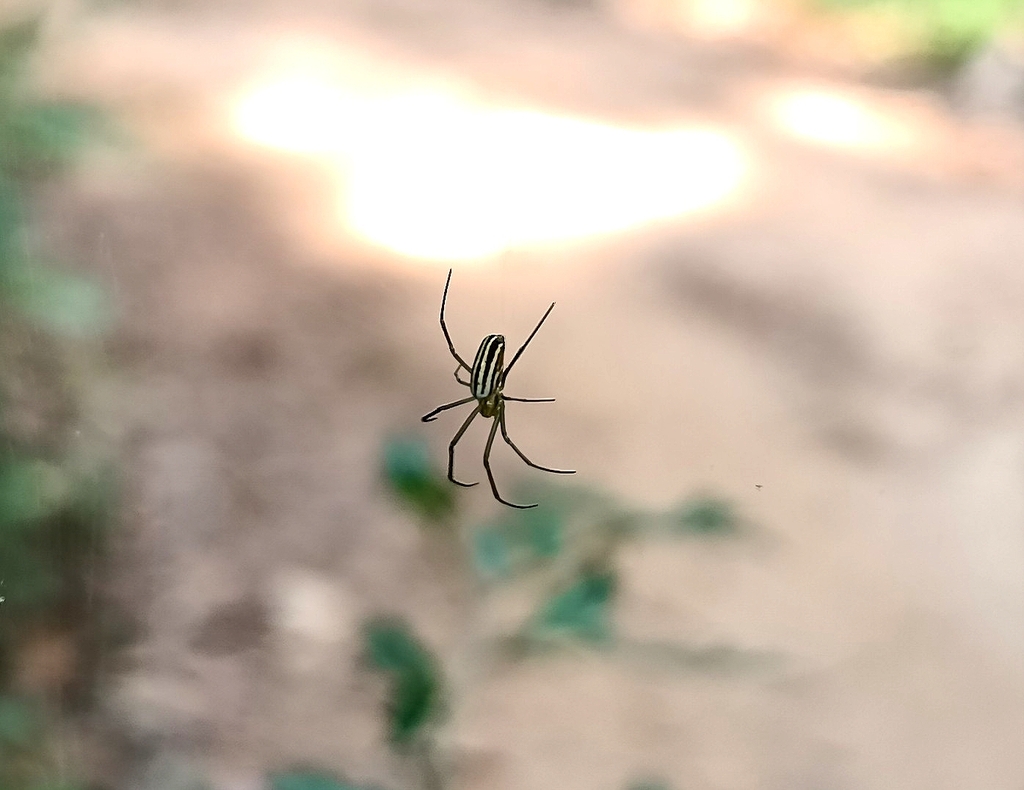 Giant Golden Orbweaver from Barbara Forest on June 6, 2022 at 03:47 PM ...