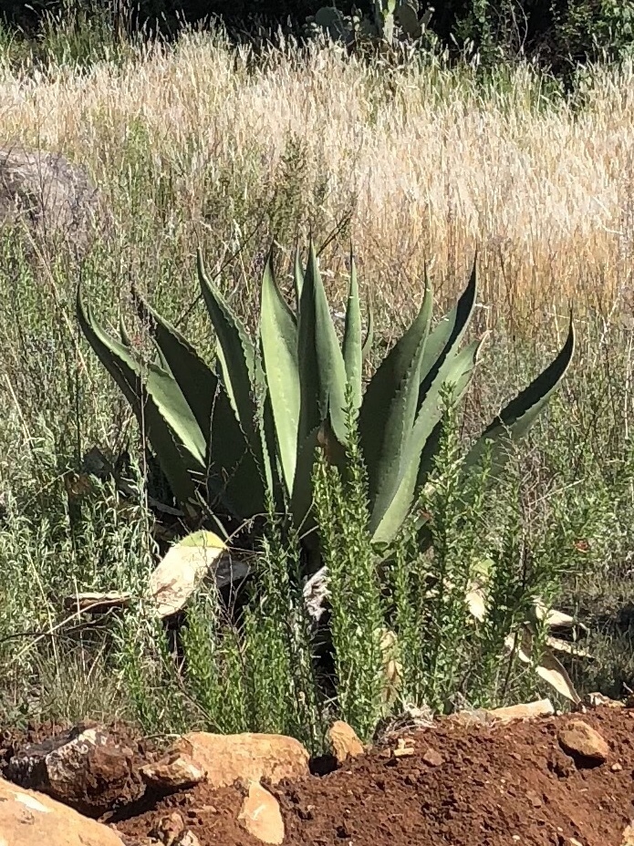 Pulque agave from 54253, Jilotepec de Molina Enríquez, Edomex, MX on ...