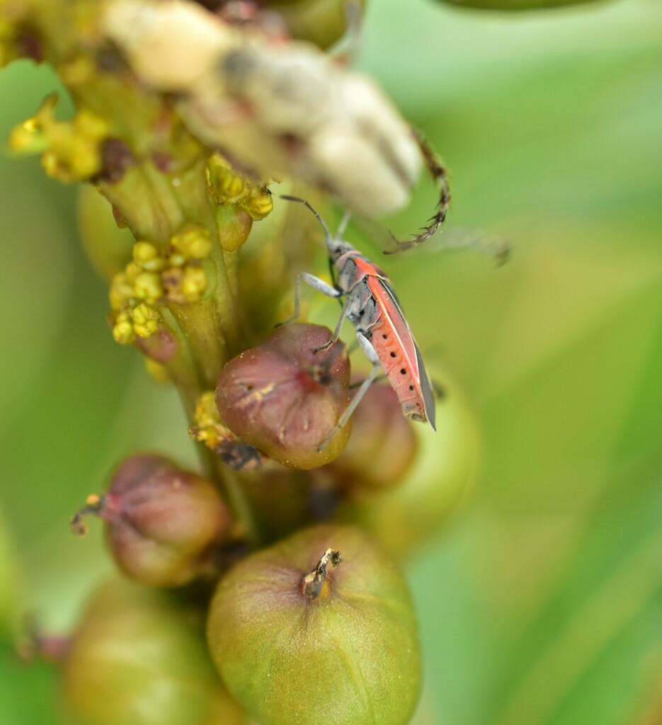 White-crossed Seed Bug from Cd. de México, México on July 3, 2022 at 09 ...