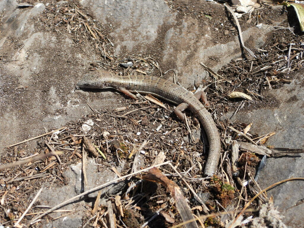 Pygmy Alligator Lizard from Saltillo, Coah., México on June 23, 2022 at ...