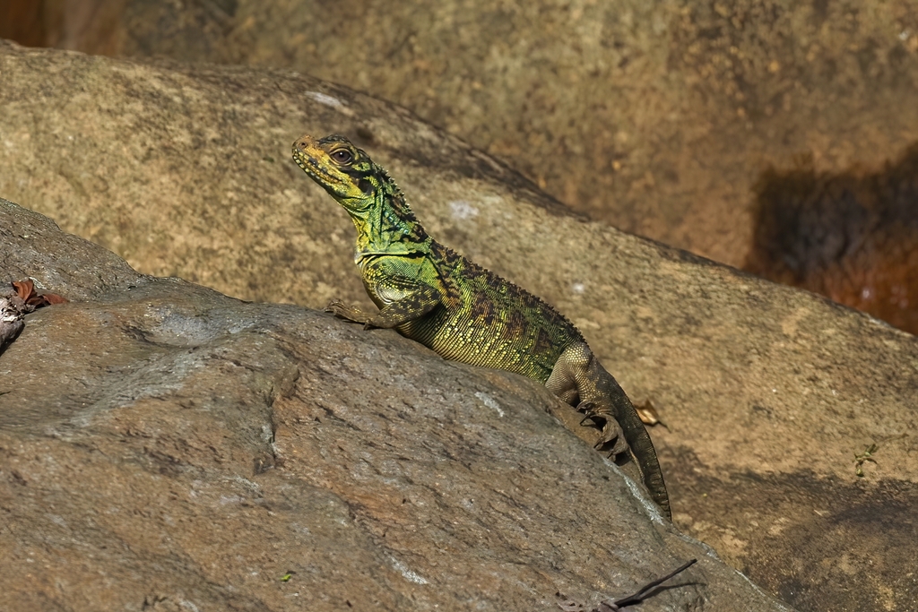 Philippine Sailfin Lizard in June 2022 by bauerovavajner · iNaturalist
