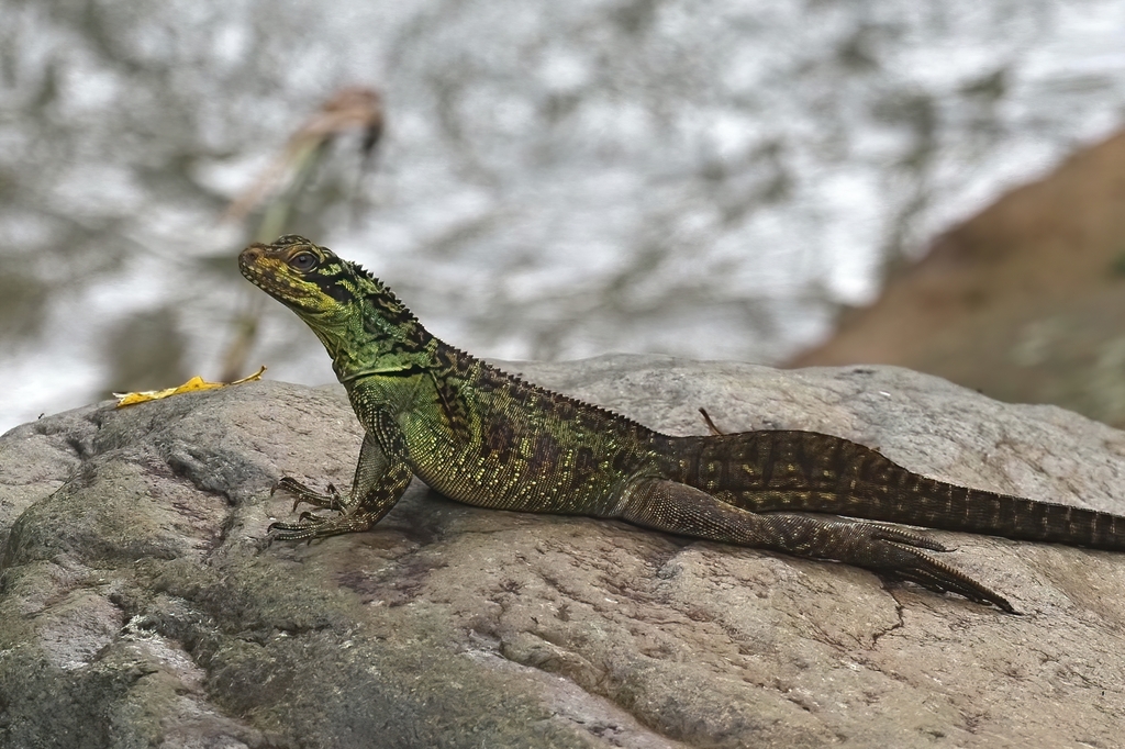 Philippine Sailfin Lizard in June 2022 by bauerovavajner · iNaturalist