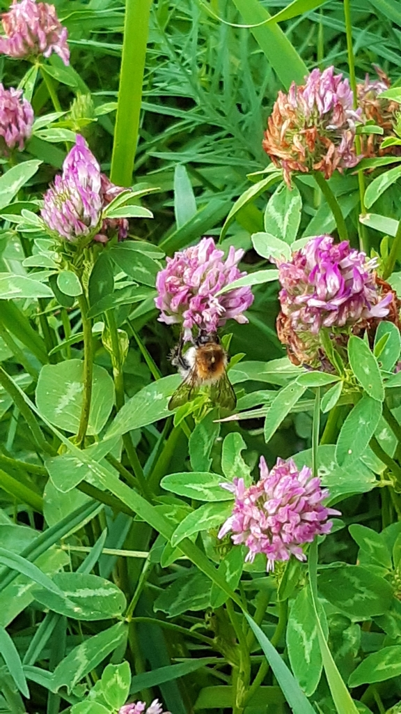 Red Clover from Krnov-Cvilín, 794 01 Krnov, Česko on July 04, 2022 at ...
