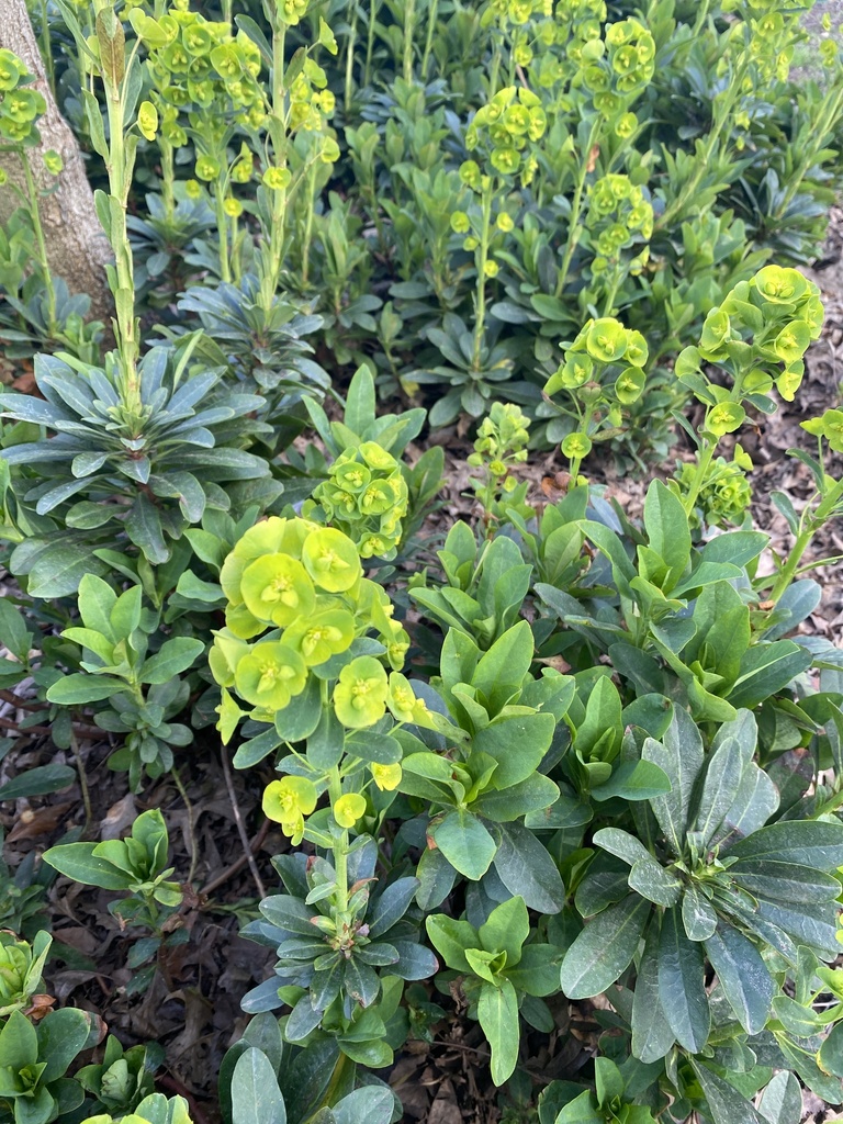 Esula from Provinciaal Groendomein Rivierenhof, Antwerp, Antwerp, BE on ...