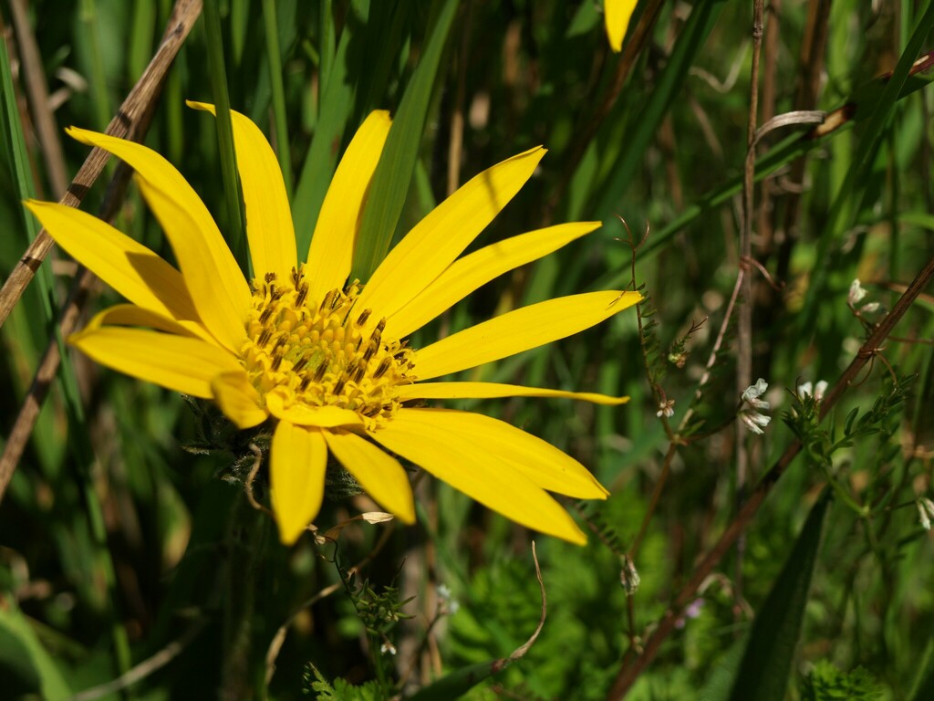 narrowleaf mule-ears from Lane County, OR, USA on April 26, 2013 at 12: ...