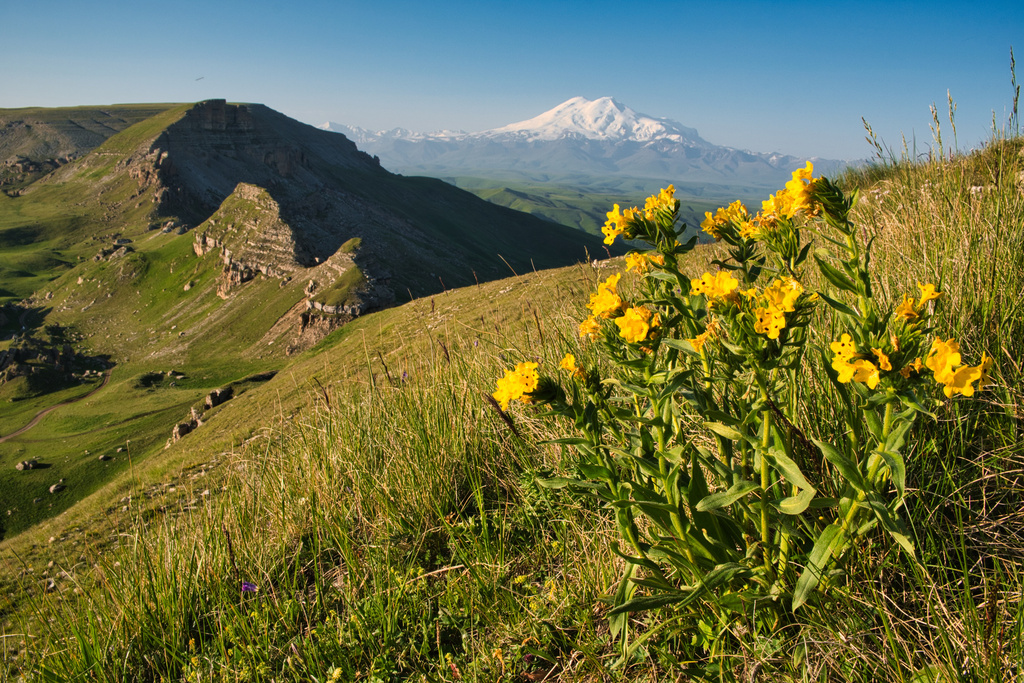 Prophet-flower from Карачаево-Черкесия, RU on June 22, 2021 at 06:50 AM ...