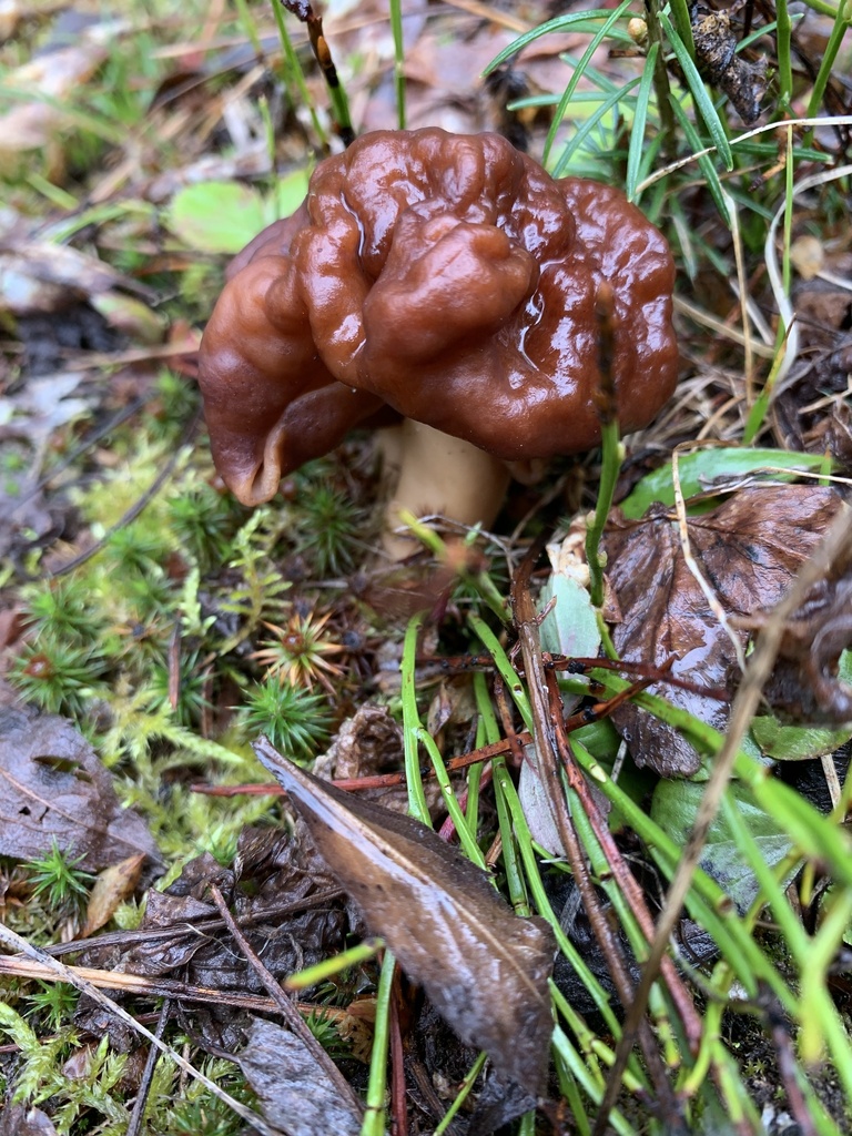 False Morel from Custer Gallatin National Forest, Gardiner, MT, US on ...