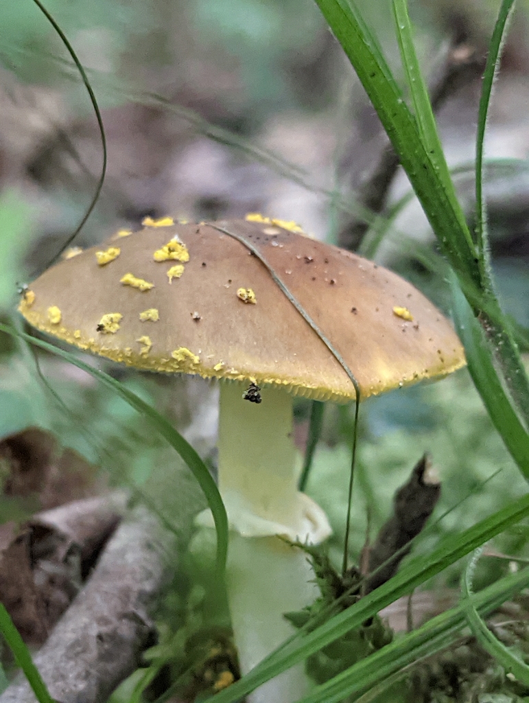 amanita mushrooms from Springfield Township, IN, USA on July 04, 2022 ...