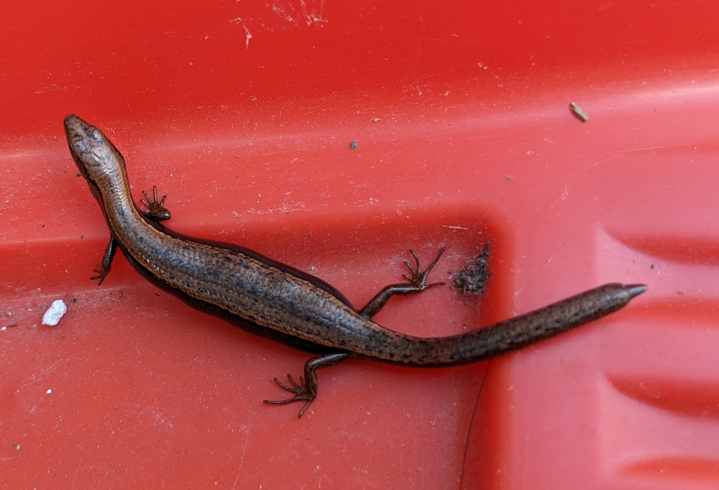 Taiwan Alpine Skink from 365台灣苗栗縣泰安鄉8鄰 on July 05, 2022 at 08:38 AM by ...