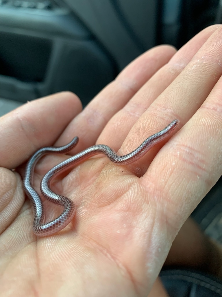 Texas Blind Snake from Galm Rd, San Antonio, TX, US on March 18, 2022 ...
