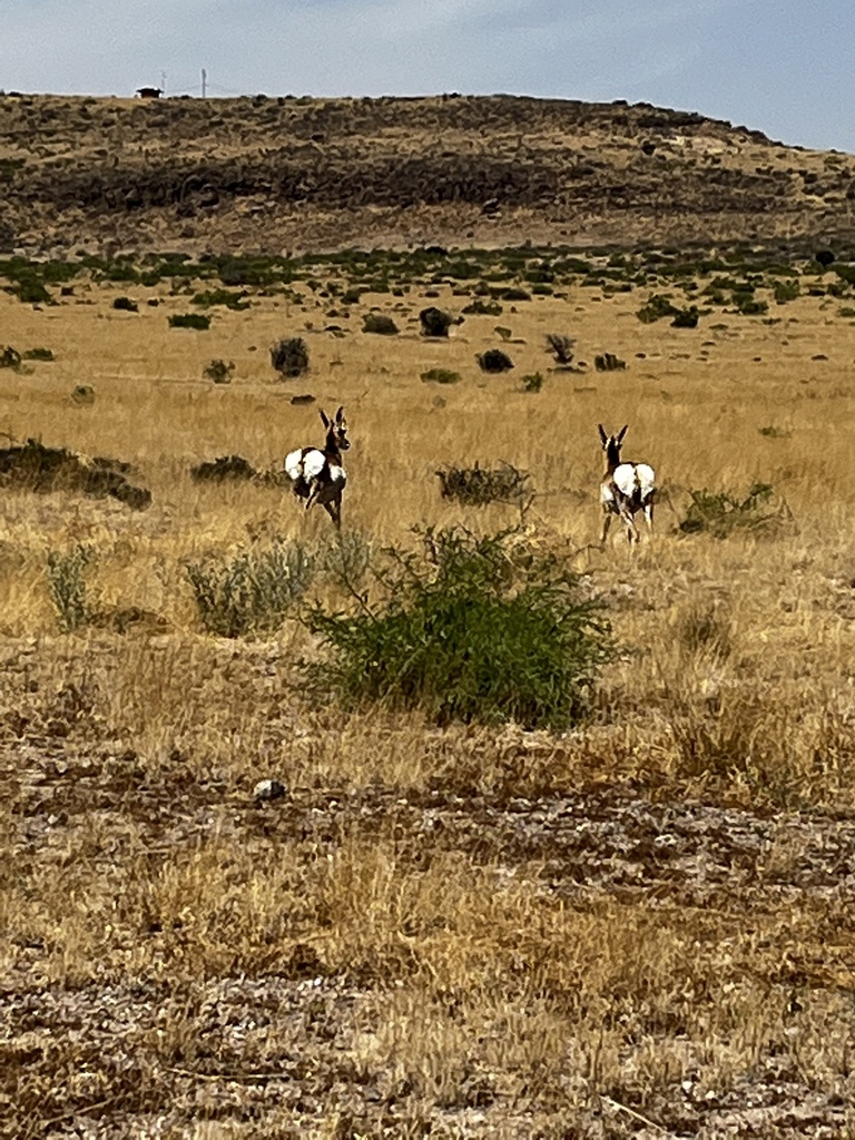 Pronghorn from Davis Mountains State Park, Fort Davis, TX, US on May 28 ...