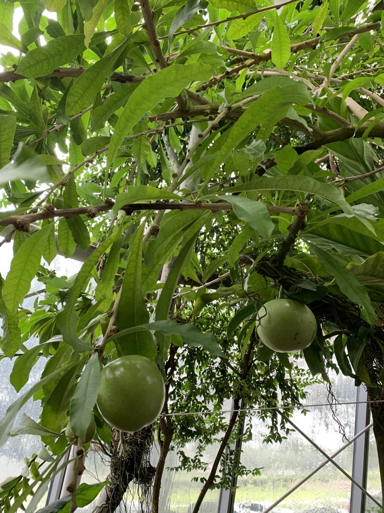 Calabash Tree from Houston Museum of Natural Science, Houston, TX, US ...
