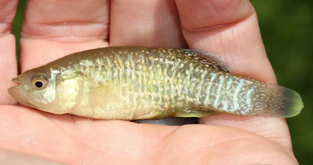 Mummichog from Cecil County, MD, USA on June 29, 2022 at 04:10 AM by ...