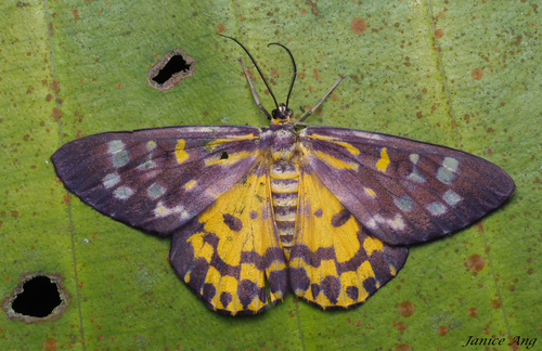 Observations by janice_ang · iNaturalist