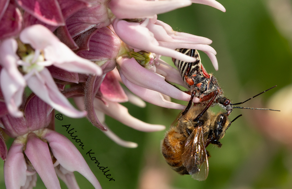 Plains Bee Assassin from Roxborough State Park on July 08, 2018 by ...