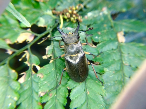 Lucanus miwai · iNaturalist