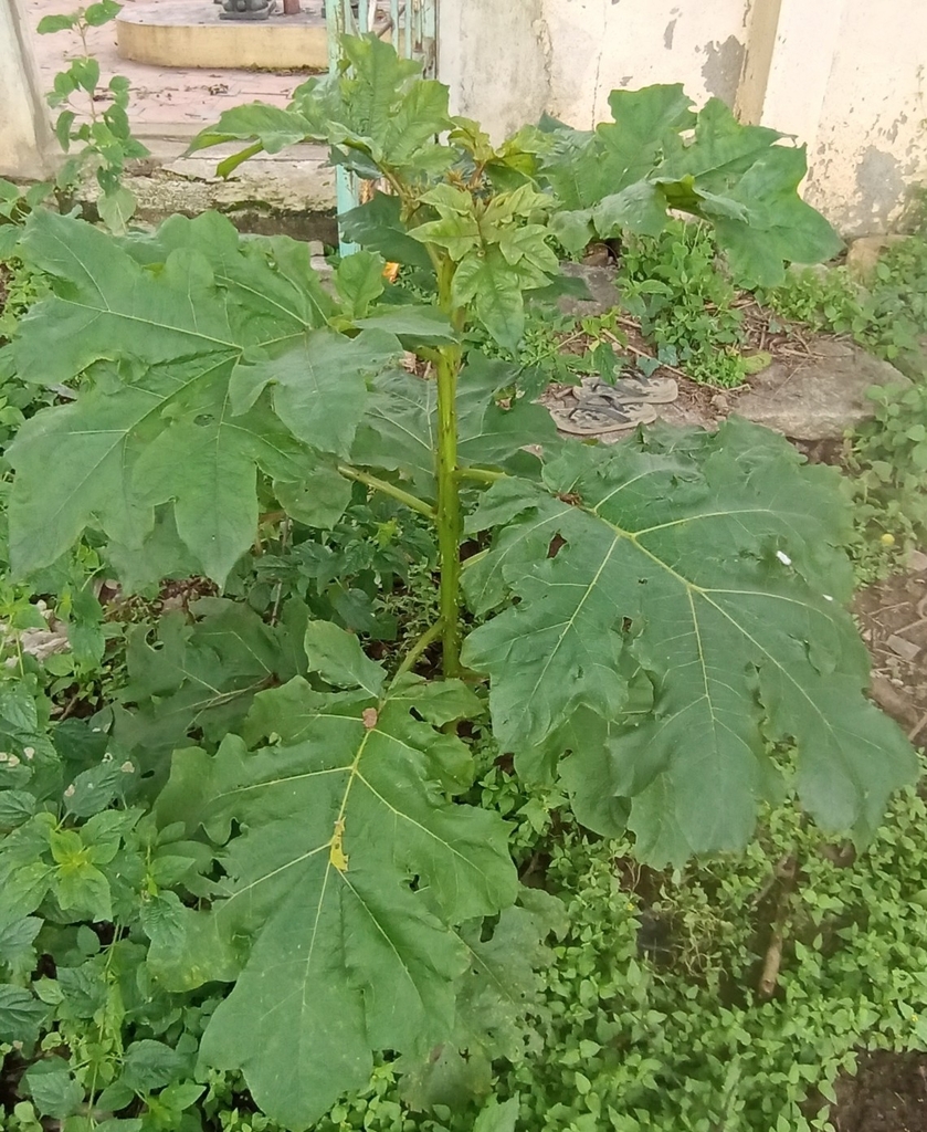 giant devil's-fig from Harapanahalli, Karnataka 560105, India on July 5 ...