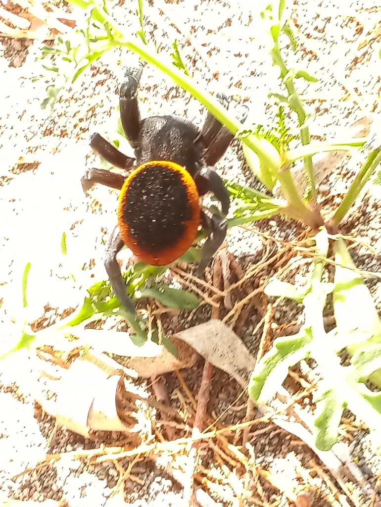 Eresus walckenaeri from Lesbos 811 05, Greece on May 9, 2021 at 05:18 ...