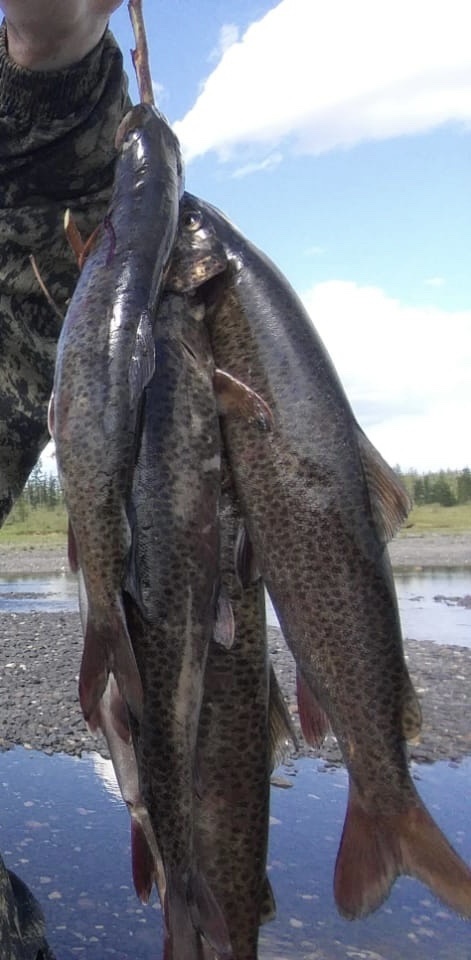 Sharp-snouted Lenok from Саха, RU on June 29, 2022 at 09:33 PM by Диана ...