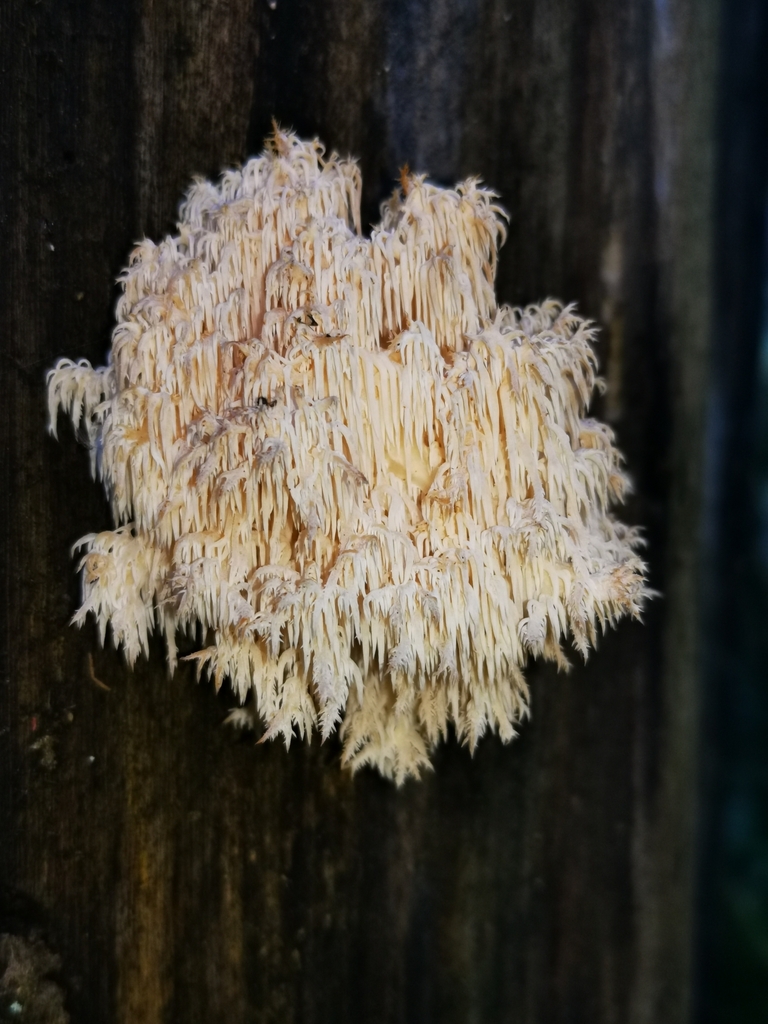 Coral tooth fungus from Sherbrooke VIC 3789, Australia on July 5, 2022 ...