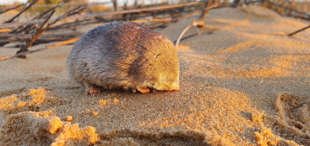 West Coast Dune Golden Mole from Cederberg Municipality, South Africa ...