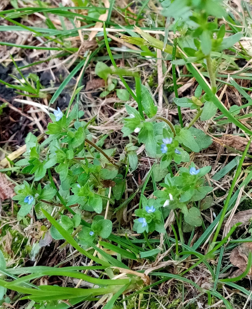 corn speedwell from Сосновый Бор on July 5, 2022 at 02:03 PM by Лариса ...