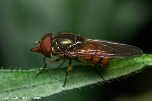 Rhingia formosana · iNaturalist