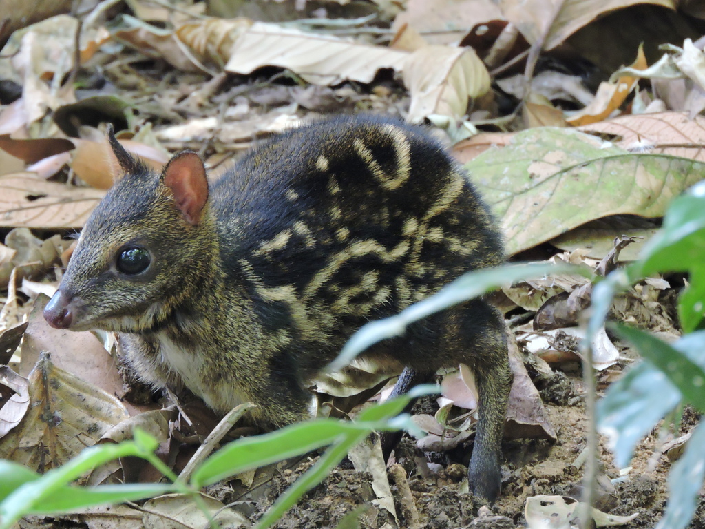 Indian Chevrotain in March 2022 by Niranjana C · iNaturalist