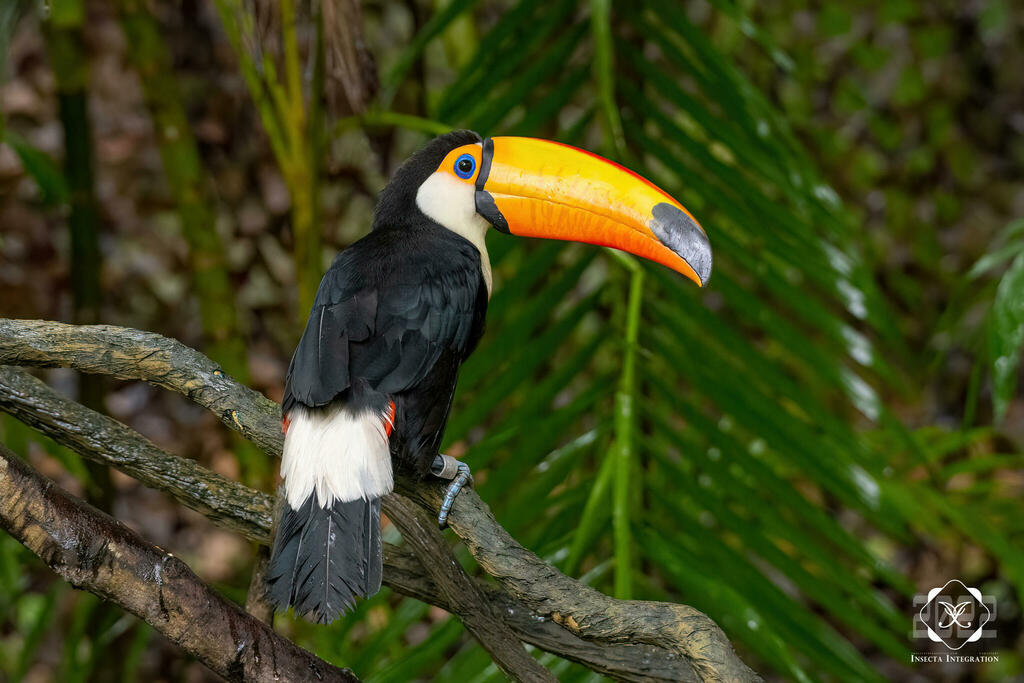 Toco Toucan from Guangzhou, Guangdong, China on July 4, 2022 at 04:53 ...
