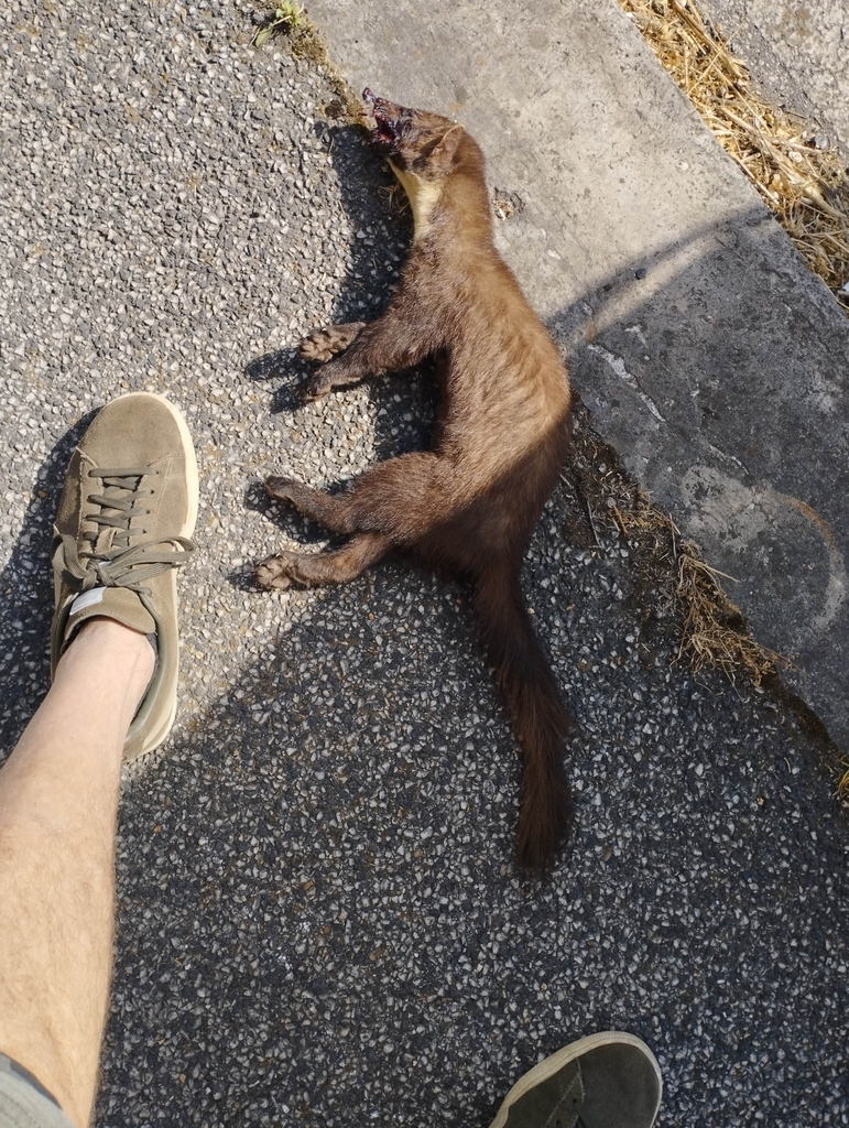 Eurasian Pine Marten from Salk/Quarto Peperino, 00188 Roma RM, Italia ...