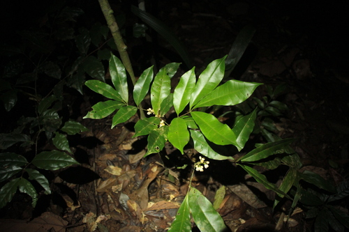 Simaba guianensis · iNaturalist