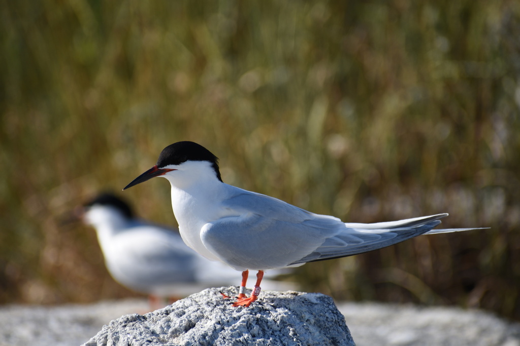Roseate Tern from Eastern Egg Rock, St. George, ME, US on July 3, 2022 ...