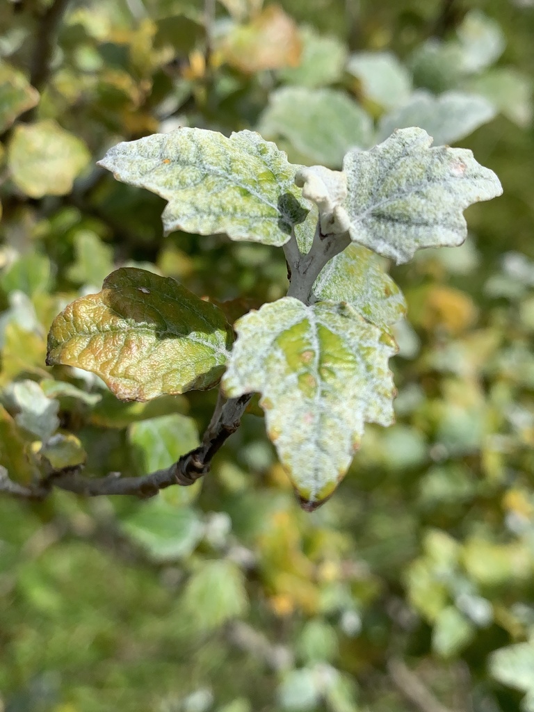 white poplar from Winwick, Warrington, England, GB on July 5, 2022 at ...