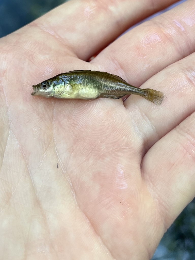 Brook stickleback from Winnebago, Illinois, United States on June 27 ...