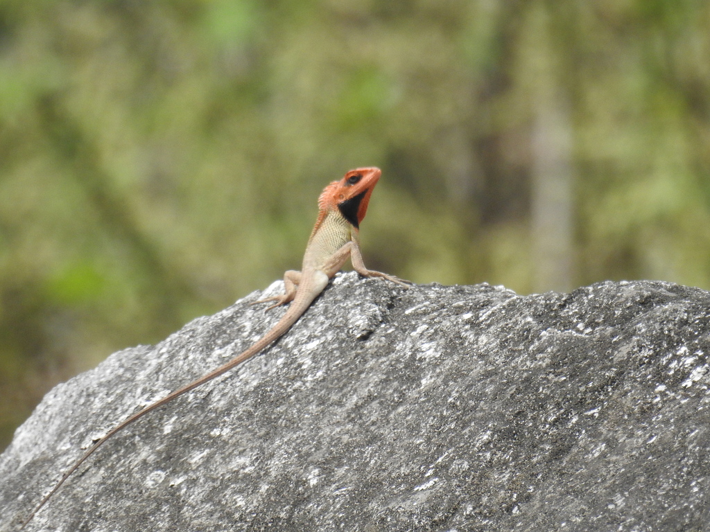 Oriental Garden Lizard from Sankhuwasabha, Nepal on March 27, 2022 at ...