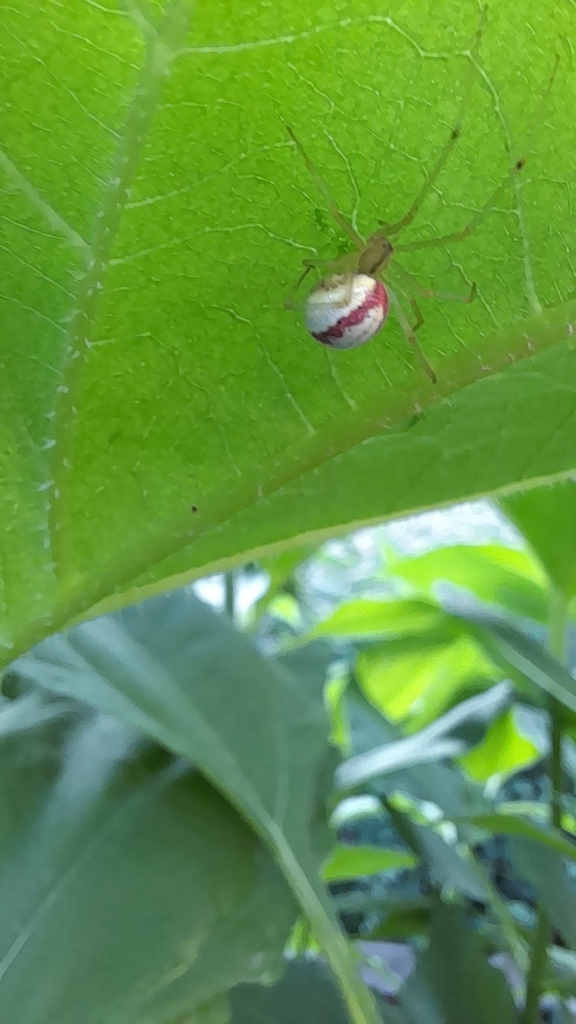 Common candy-striped spider from Čejkovice on July 05, 2022 at 08:02 PM ...