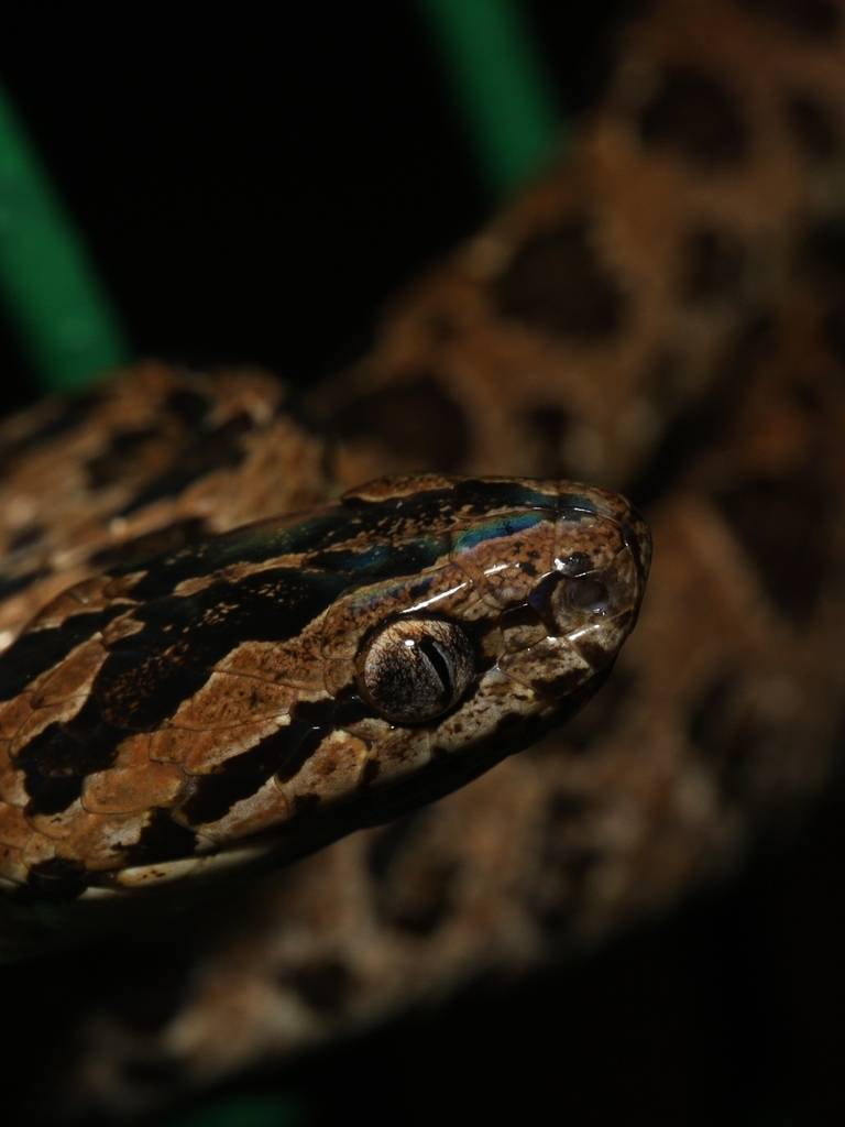 Many-spotted Cat Snake from Lantau Island on July 05, 2022 at 08:45 PM ...