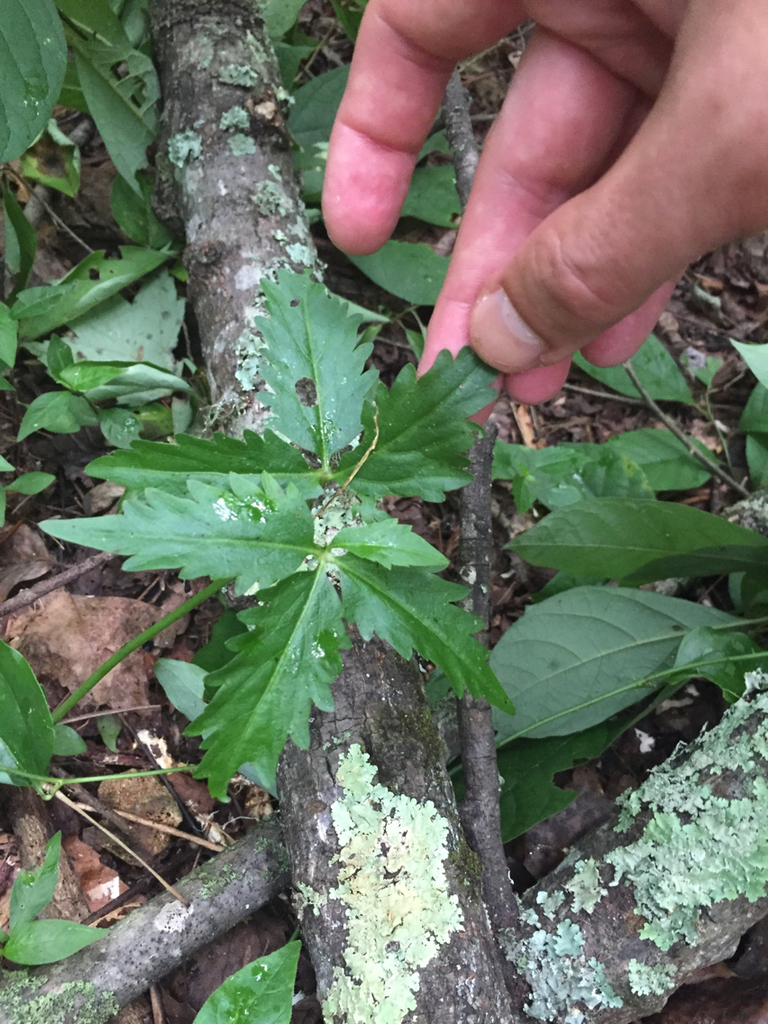 Two-leaved Toothwort from 302 Antique Ln, Spring City, TN, US on July ...