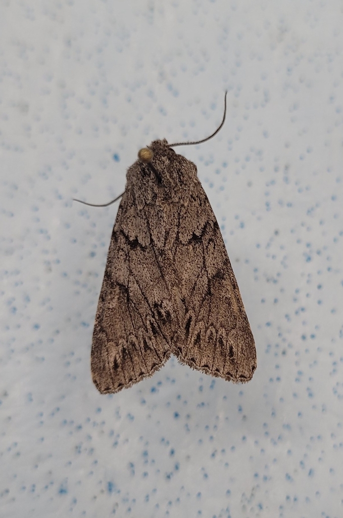 Canadian Giant Moth from Marsoui, QC G0E 1S0, Canada on August 17, 2020 ...