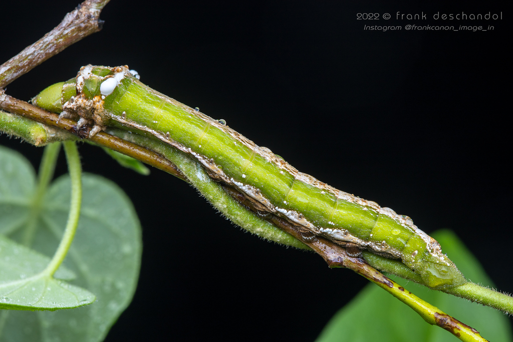 Lassaux's Sphinx from Grenadines, Saint-Vincent et les Grenadines on June 28, 2022 at 02:01 AM ...