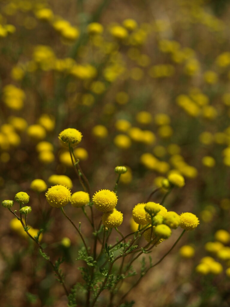 stinknet from Riverside County, CA, USA on March 25, 2013 at 11:25 AM ...