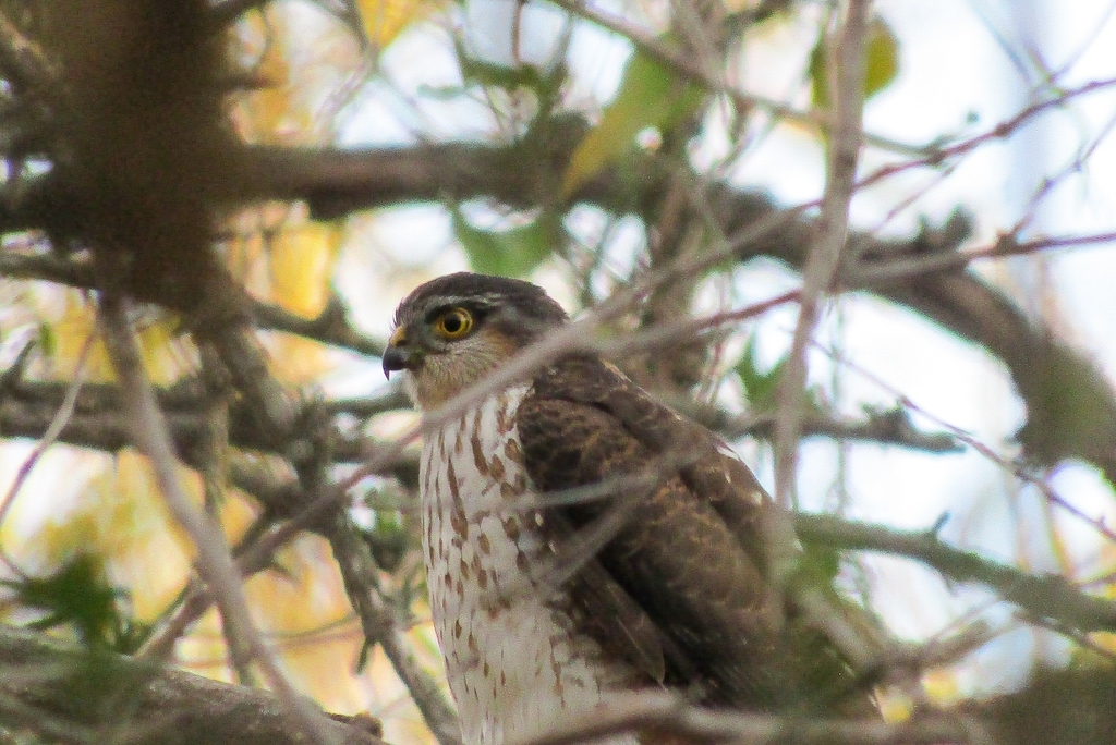 Sharp-shinned Hawk from Reserva Tau on July 5, 2022 at 05:18 PM by ...