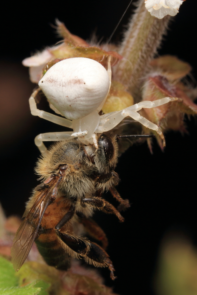 Two-spotted Flower Crab Spider from Mopani, Limpopo, South Africa on ...