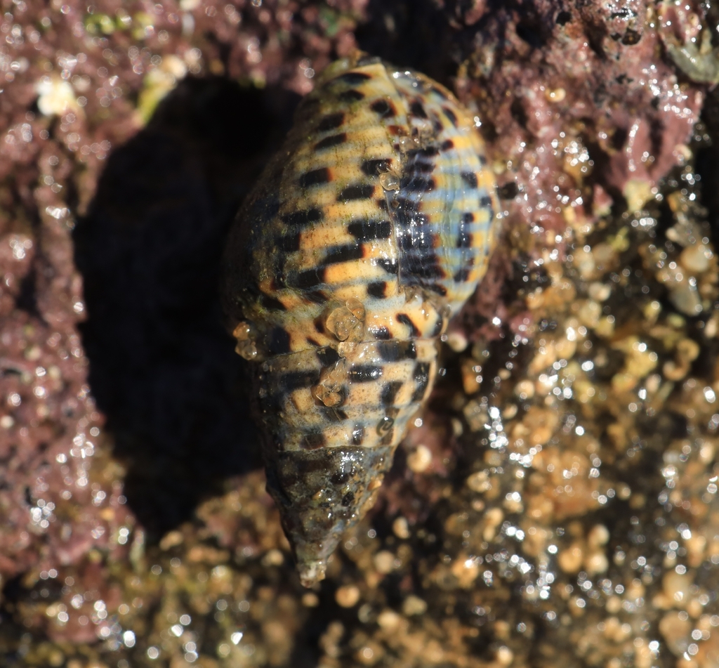 Lineated cominella from Brighton North VIC 3186, Australia on July 04 ...