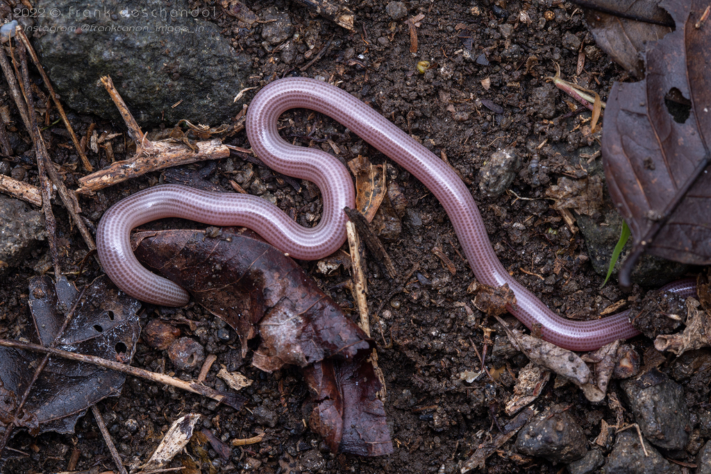 Grenada Worm Snake in June 2022 by Frank Deschandol · iNaturalist