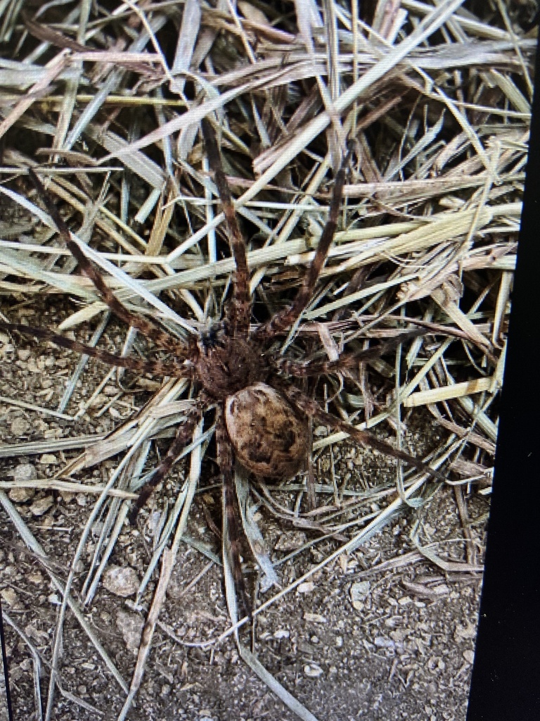 Fishing Spiders from Oakwood Ct, Aubrey, TX, US on May 28, 2022 at 10: ...