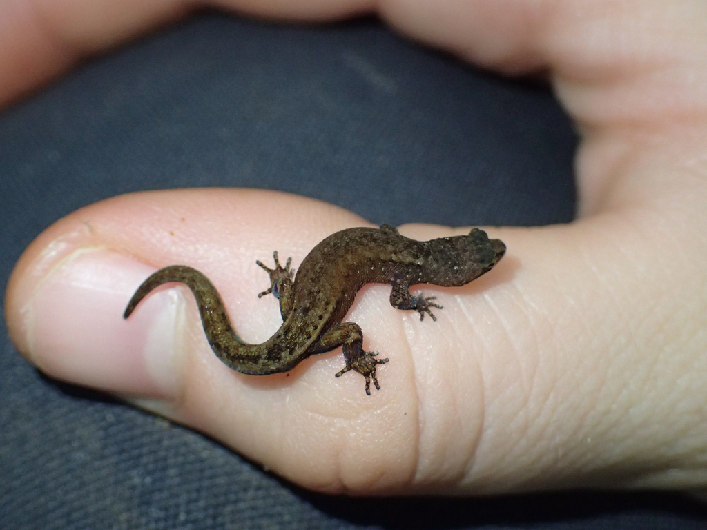 Brazilian Pygmy Gecko Rock Gecko Hi Res Stock Photography And Images