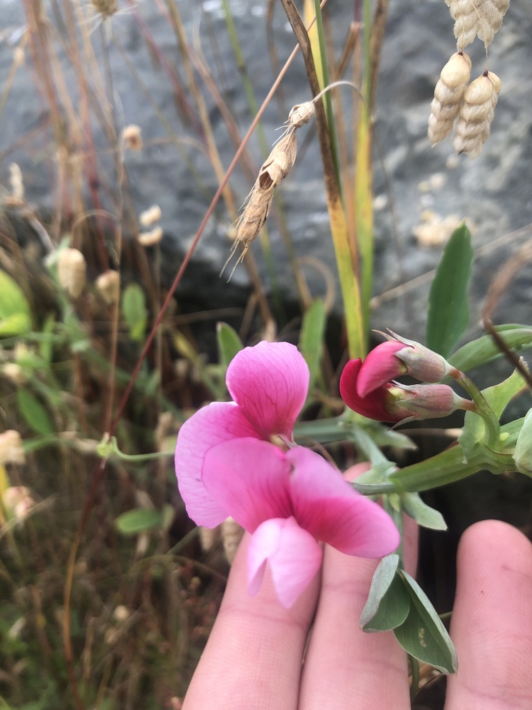 Tangier Pea from Redwood National and State Parks, Trinidad, CA, US on ...